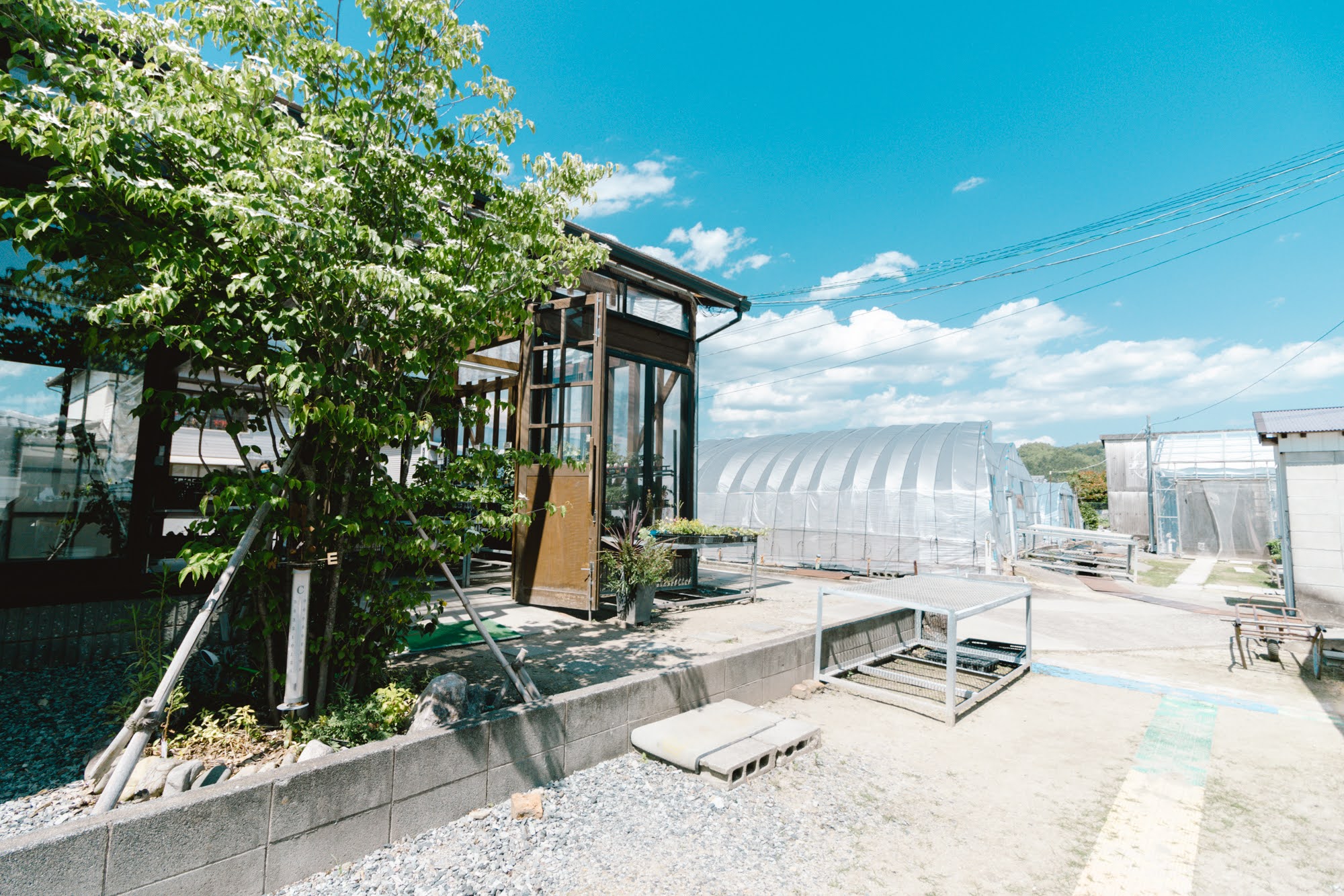 Bunka Farm - vegetable plants nursery | 文化農場